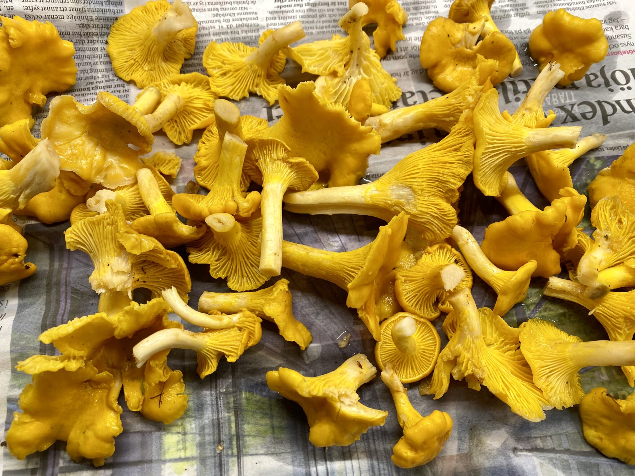 SVAMPAR – tips och råd – Stenungsunds